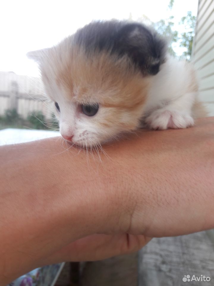 Котята