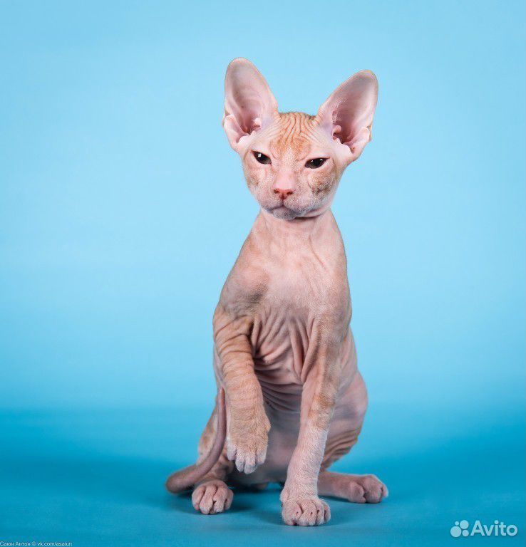 Котенок донской сфинкс