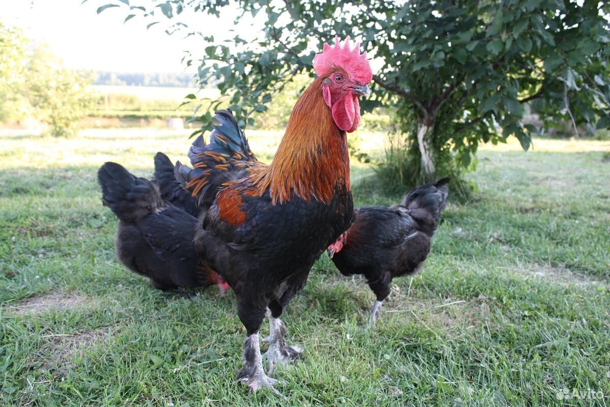 Продам семьи кур породы Маран