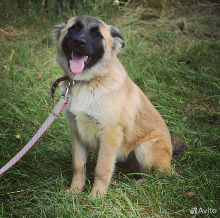 Щенок Фиби 7 мес из приюта в дар