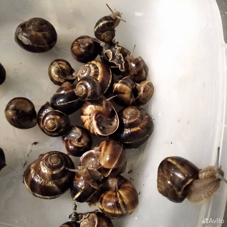 Виноградные улитки