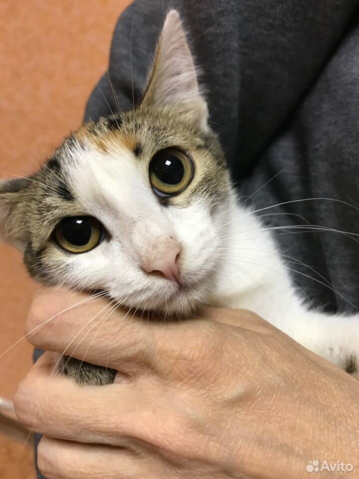 Котенок Сильва ищет дом