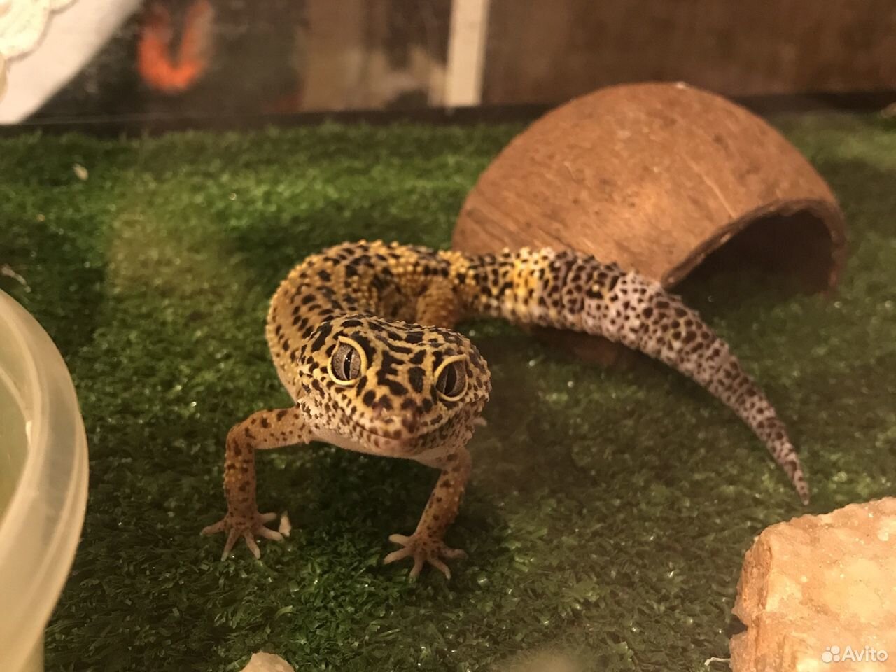 Эублефар нормал, девочка