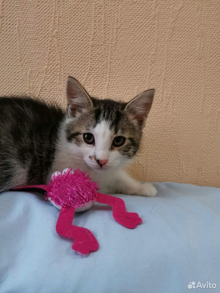 Котята приюта ищут дом