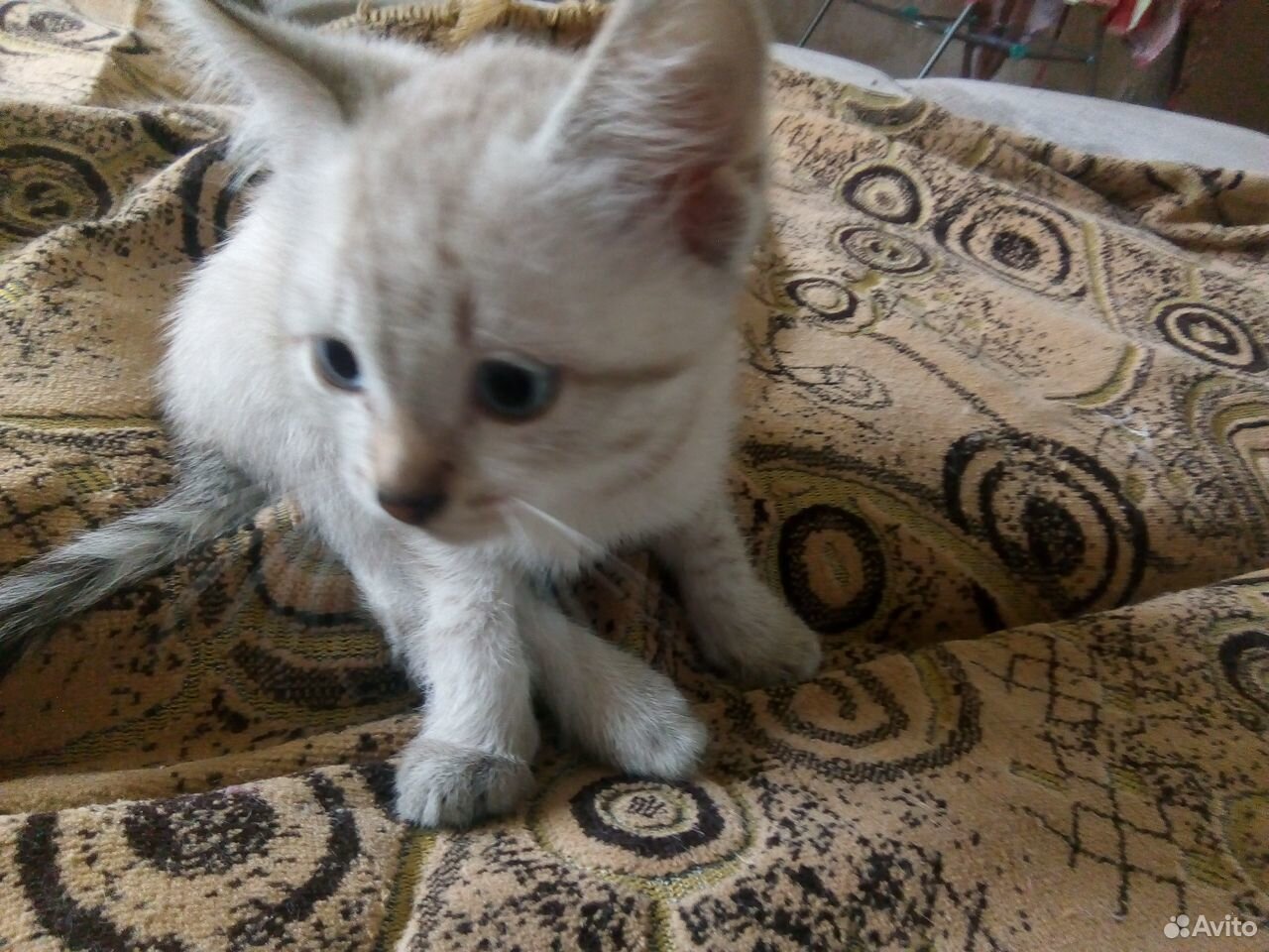 Кошка