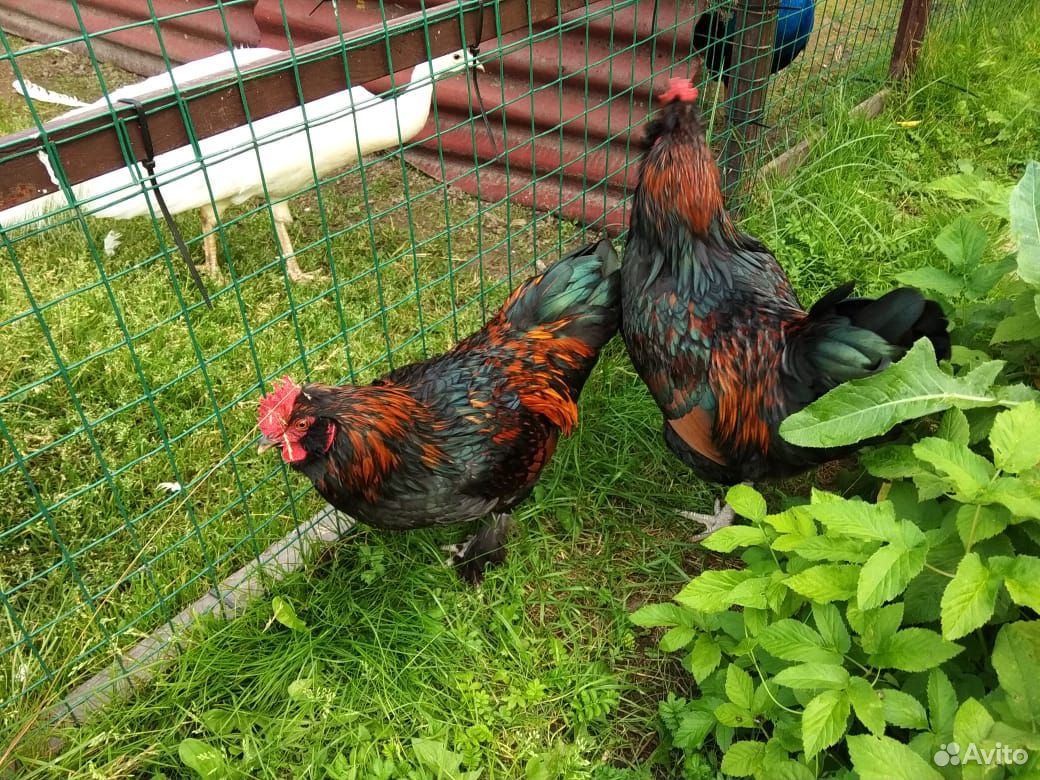 Молодые петушки