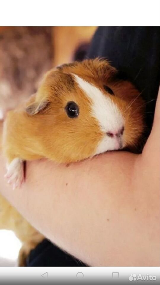 Морская свинка молодая