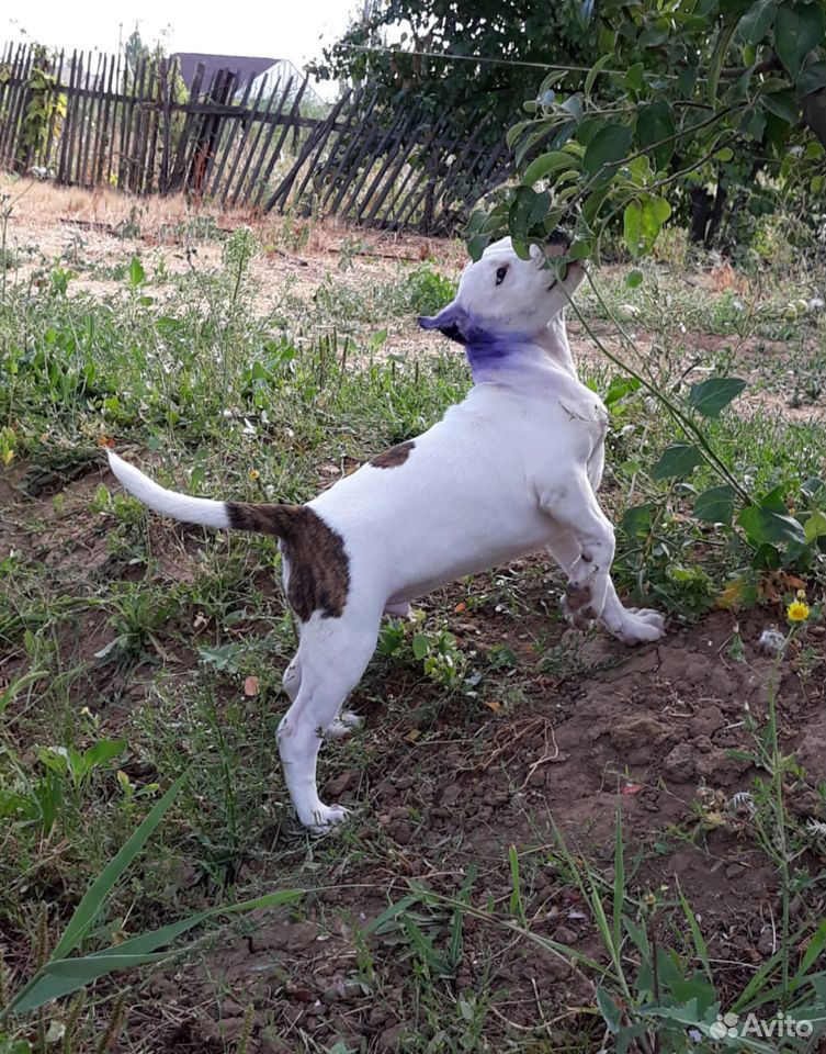 Мальчишка стаффордшир