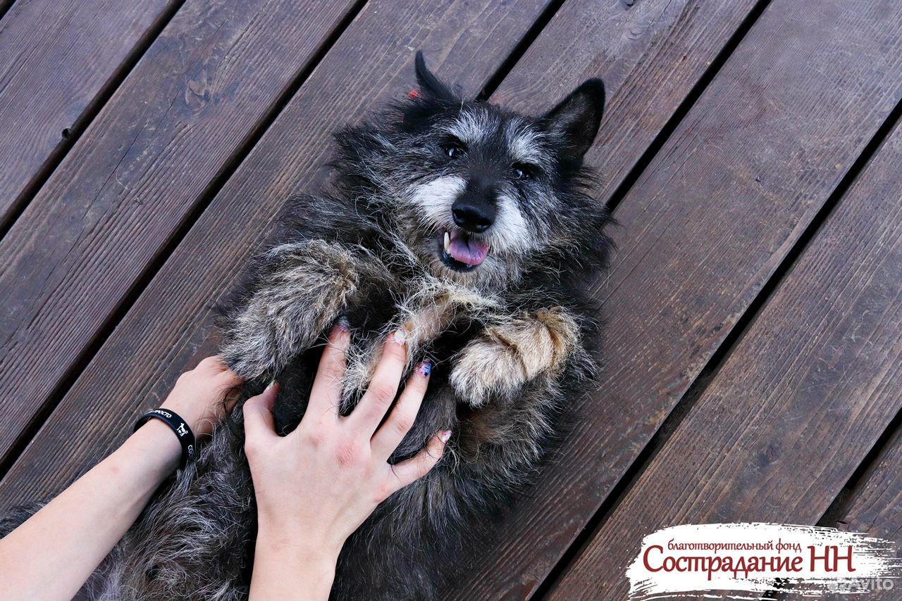 Собака в добрые руки