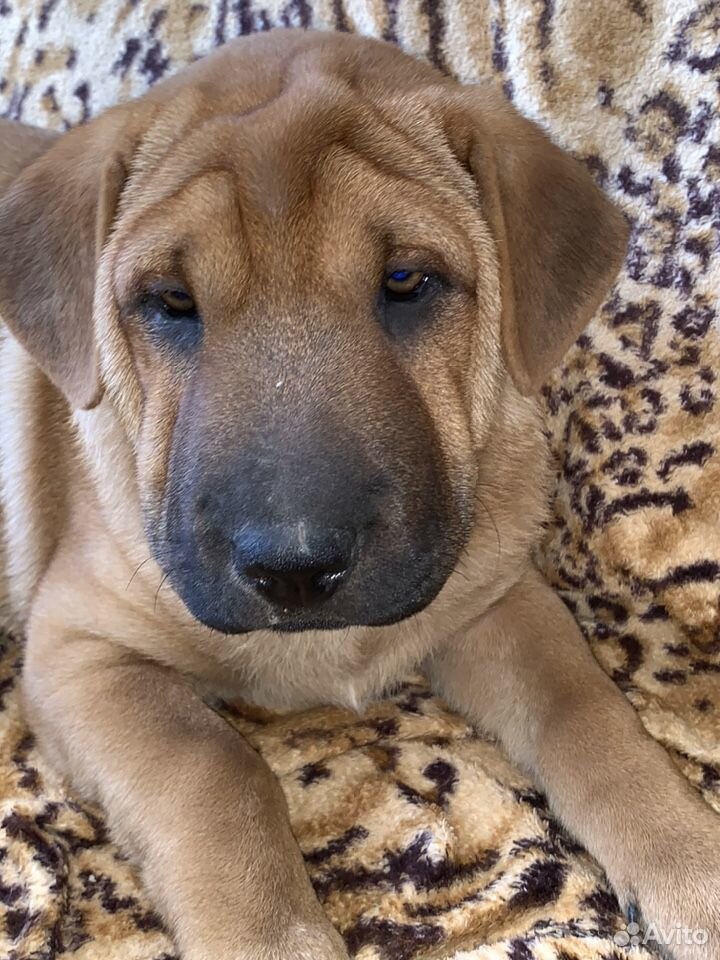 Щенки в добрые руки