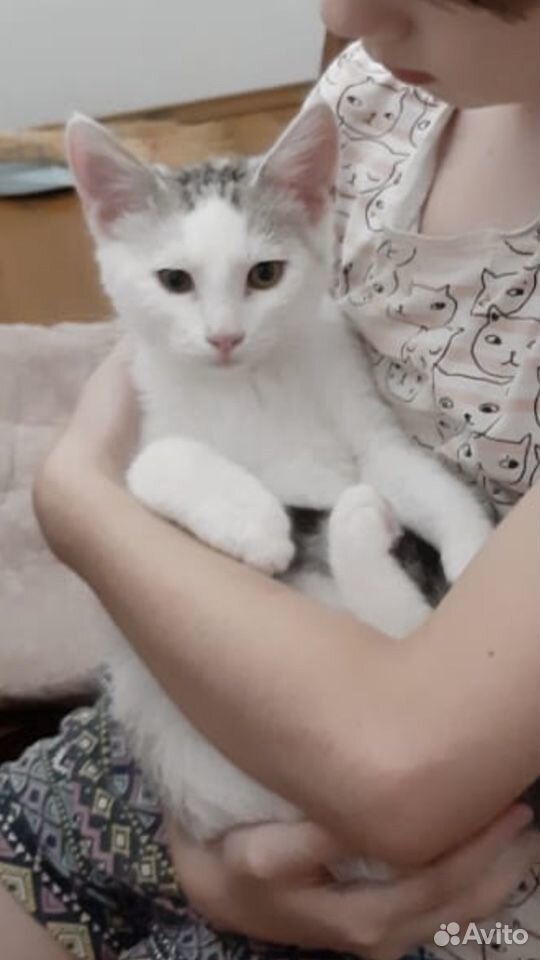 Светленький котёнок Боренька 3,5 месяца в добрые р