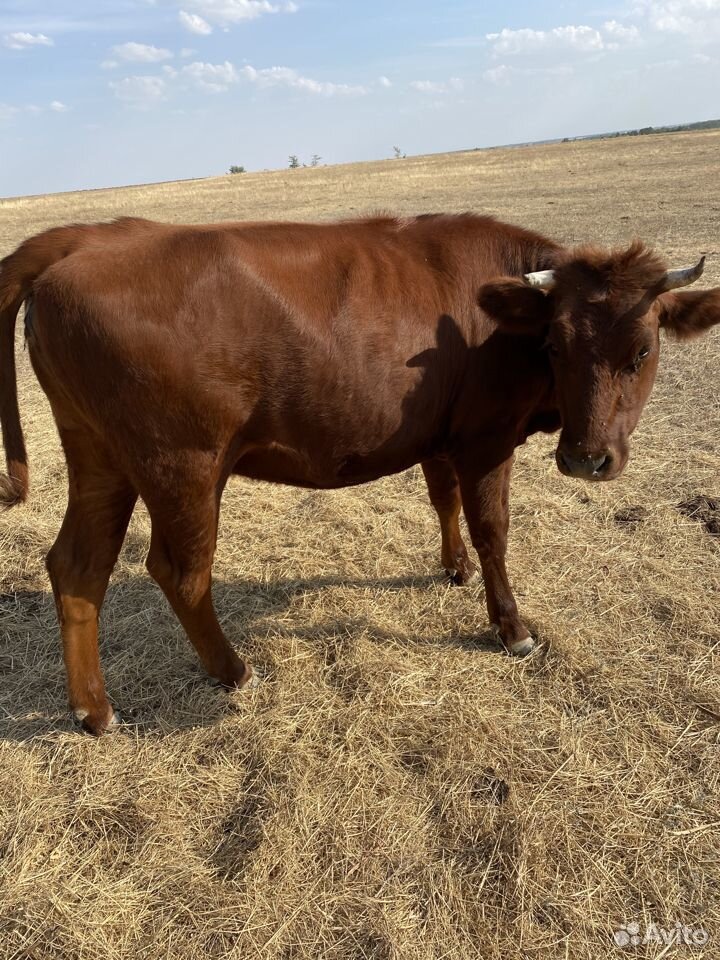 Крс Тельные телки 4 месяца