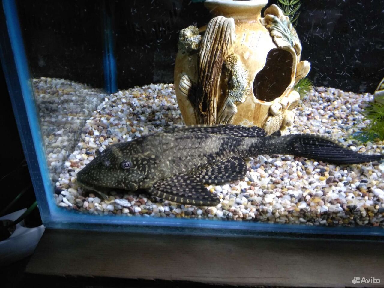 Птерегоплихт