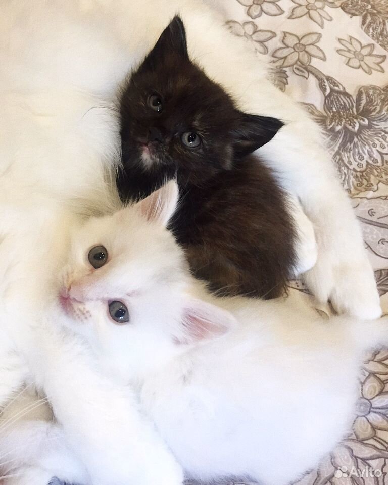 Котята обыкновенные