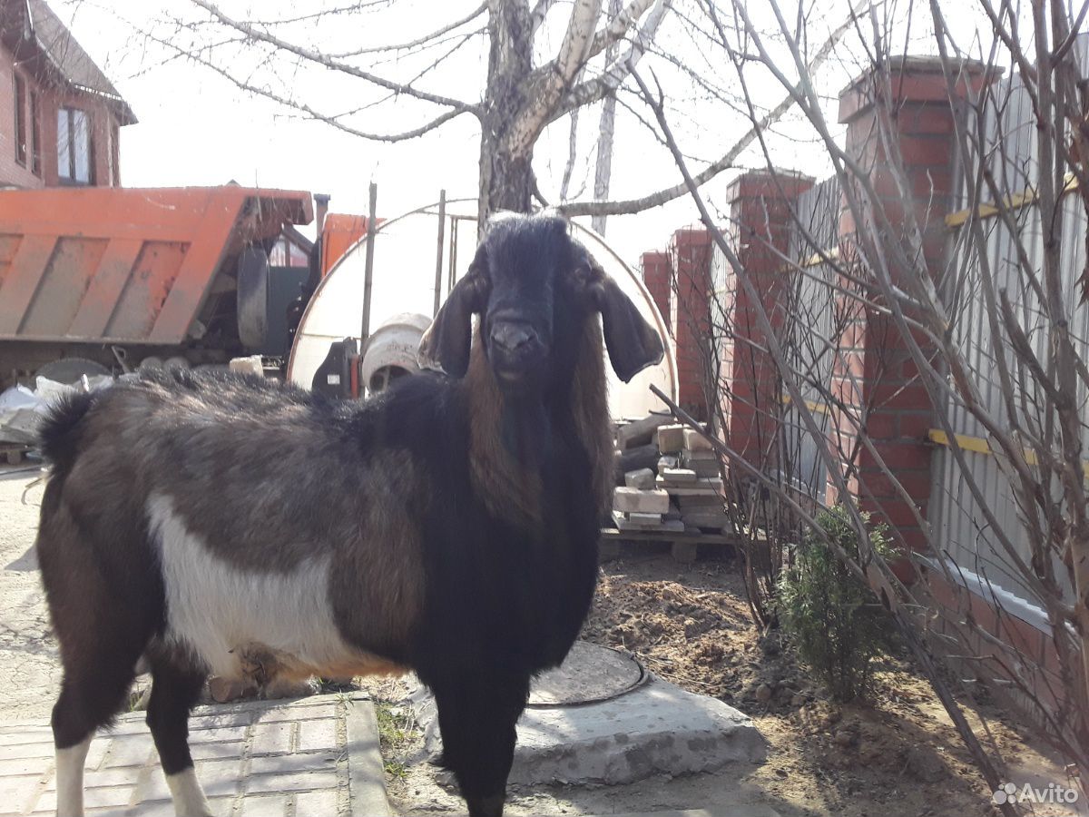 Козёл англонубийский