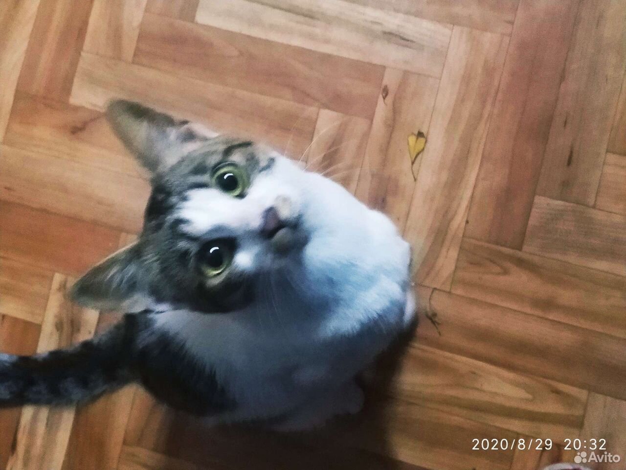 Кот