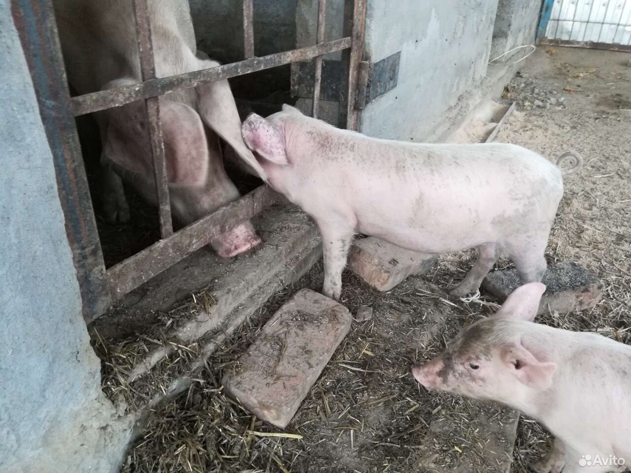 Поросенок ландрас