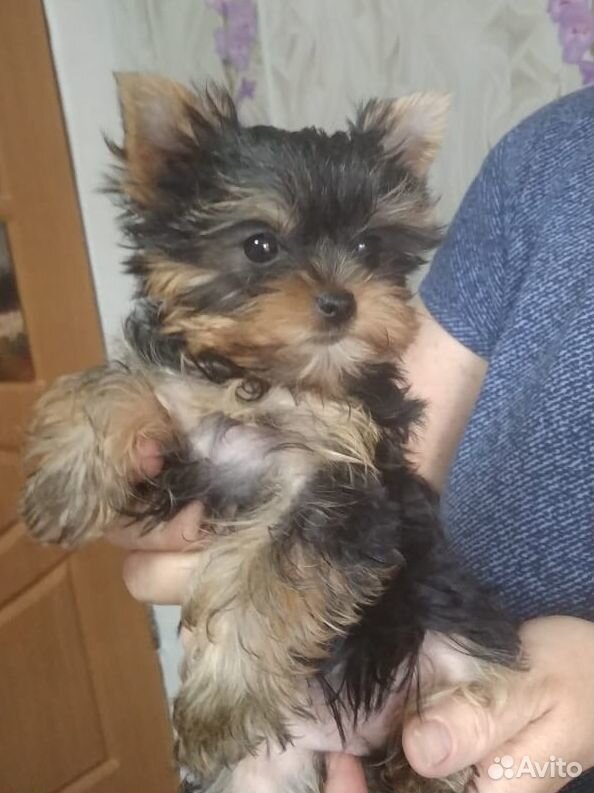 Малыши йорчики