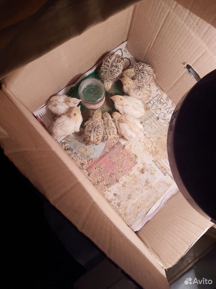 Цыплята- Перепелята