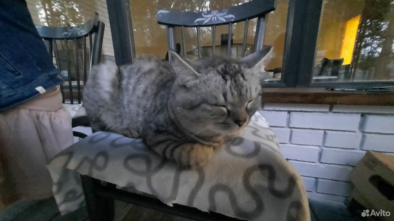 Котенок потеряшка в добрые руки