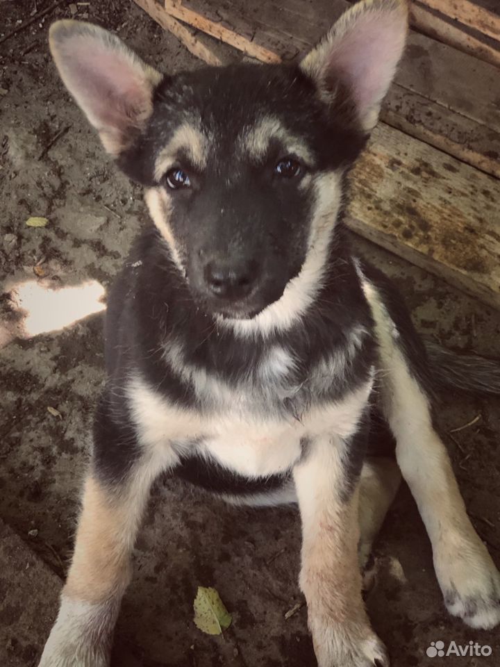 Восточноевропейская овчарка (метиз)