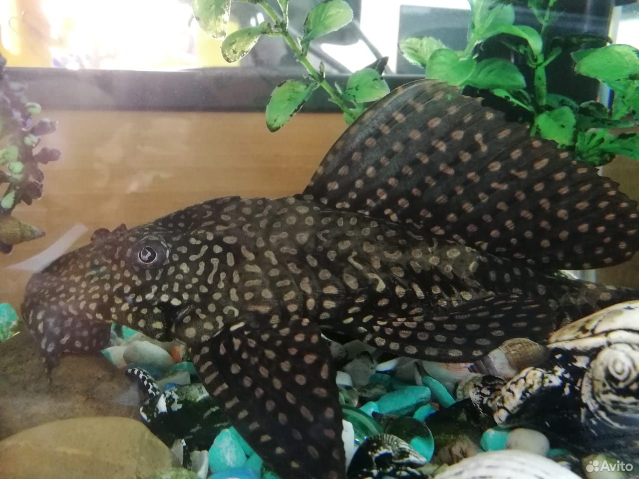 Птеригоплихт парчовый сом