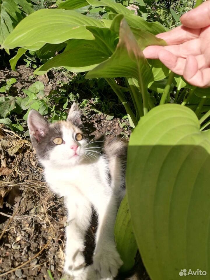 Маленькая трапатушка