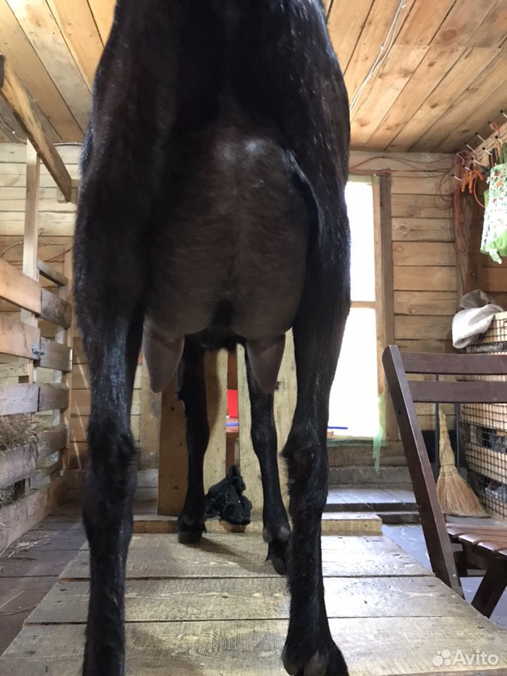 Коза альпийская