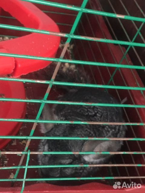 Продам шиншиллу