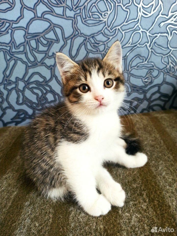 Котенок шотландец страйт (мальчик)