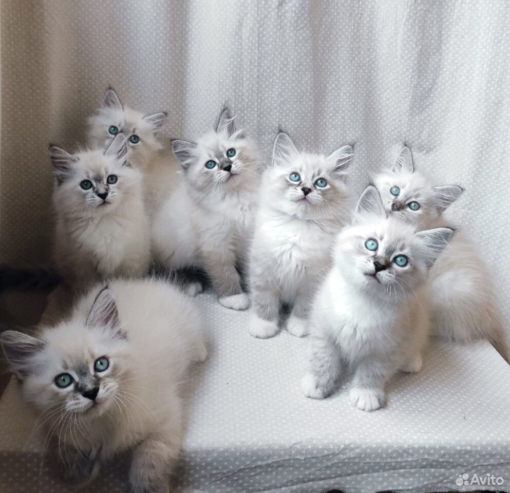Котята невские маскарадные