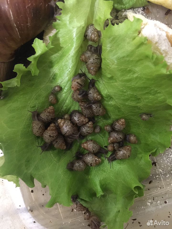 Улитки Ахатины