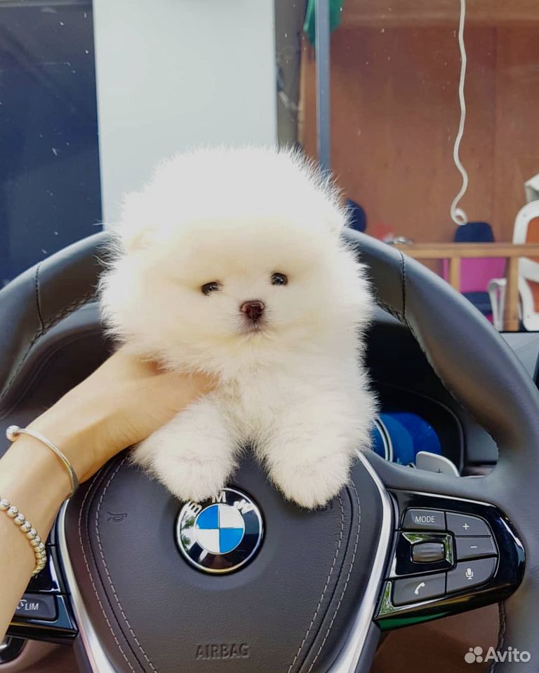 Мини шпицы помы доставка до дома