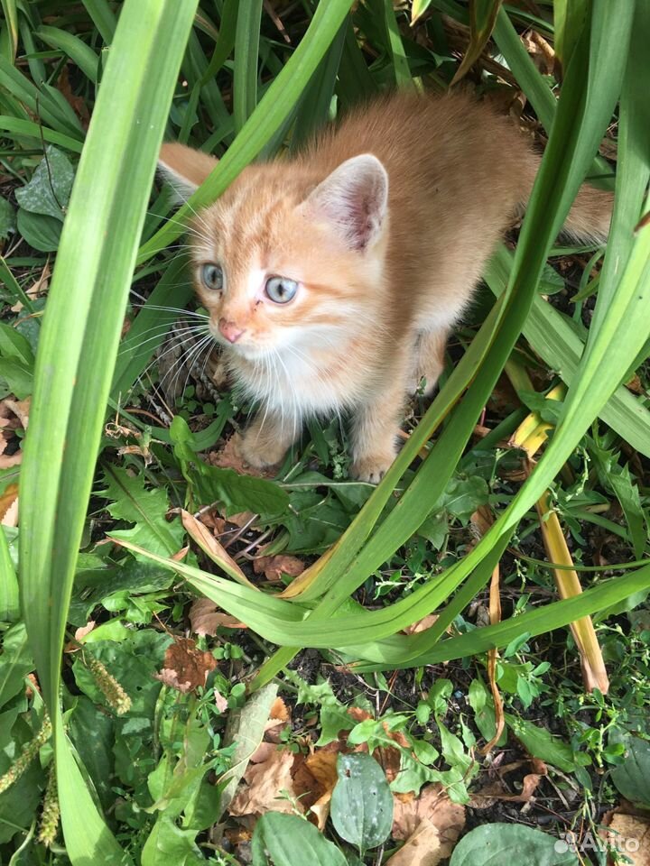 Котята рыжие