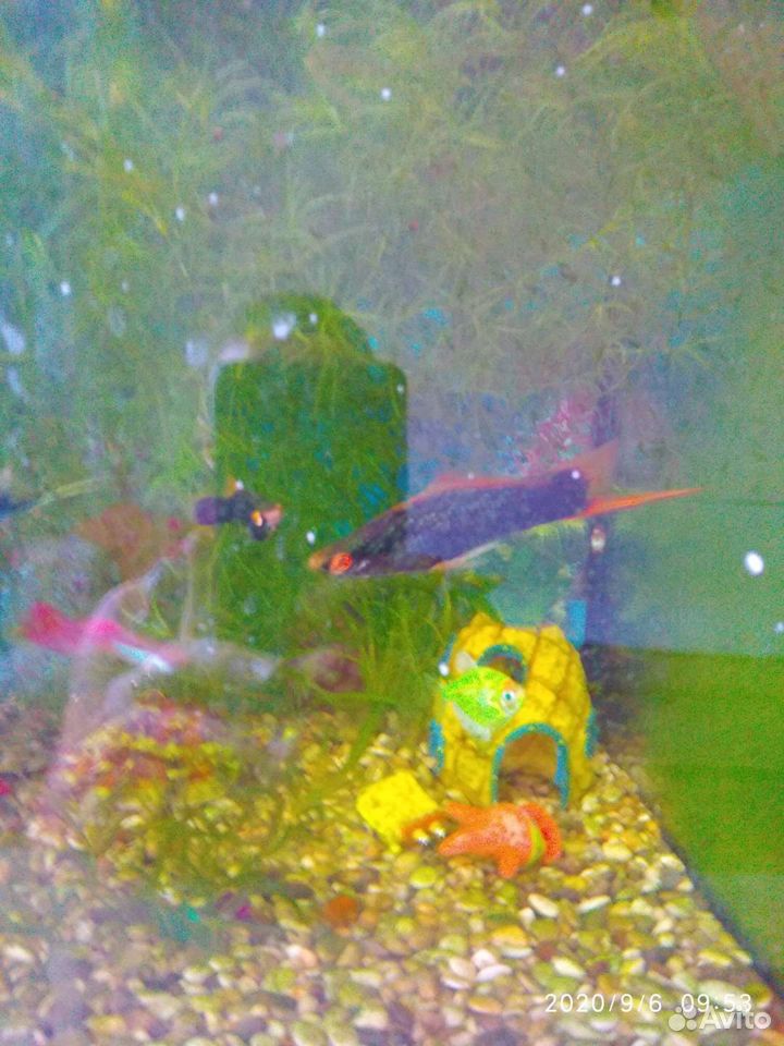 Взрослые меценосцы