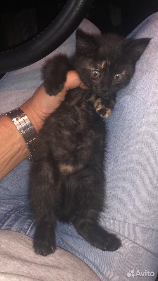 Котенок черепашка