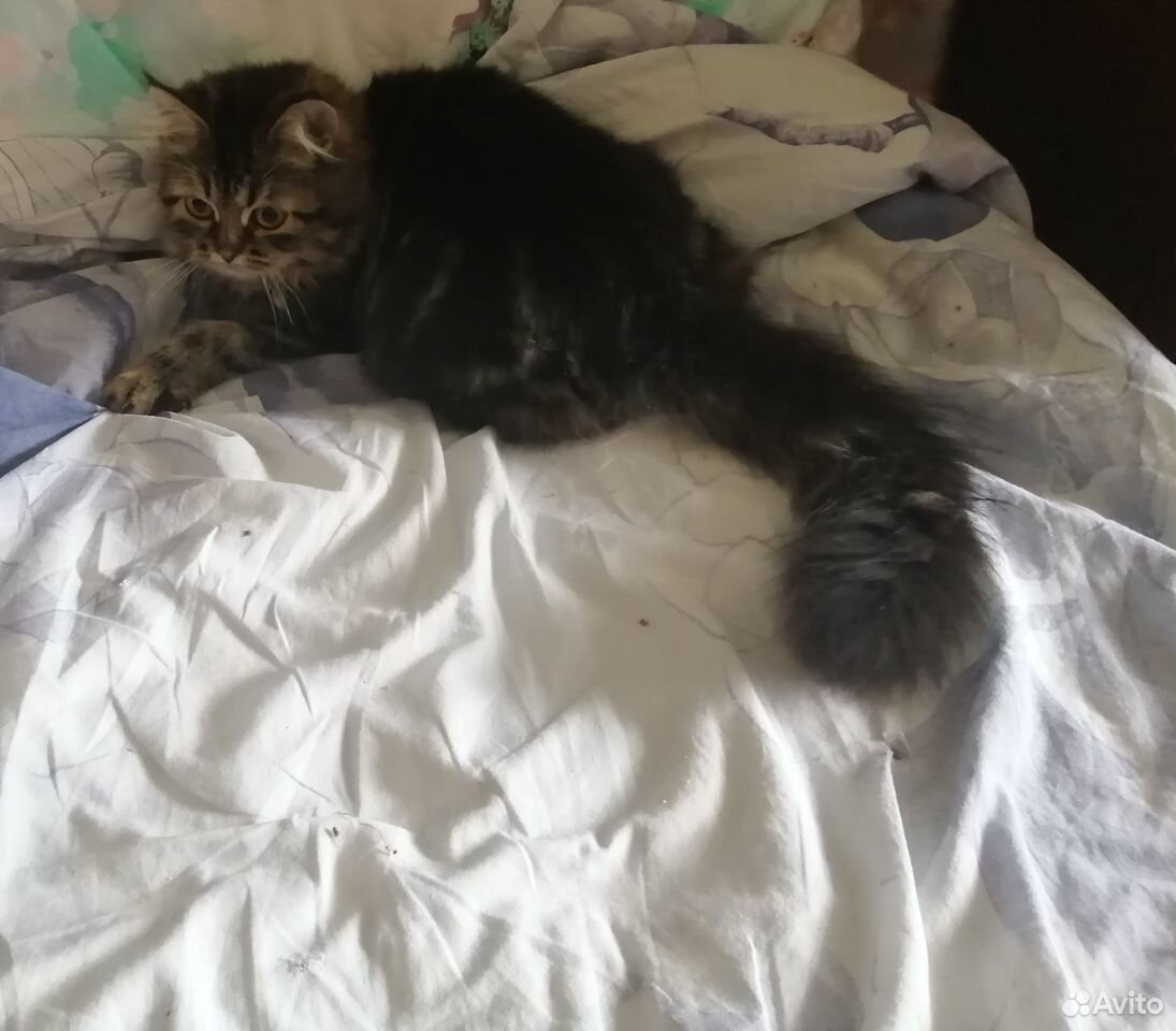Сибирская кошечка