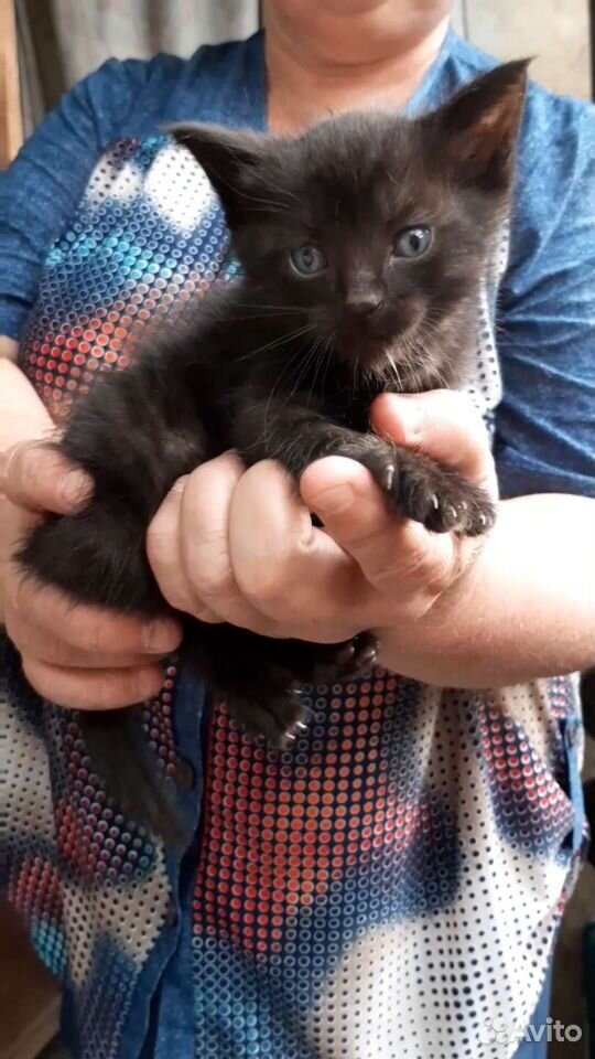 Котенок