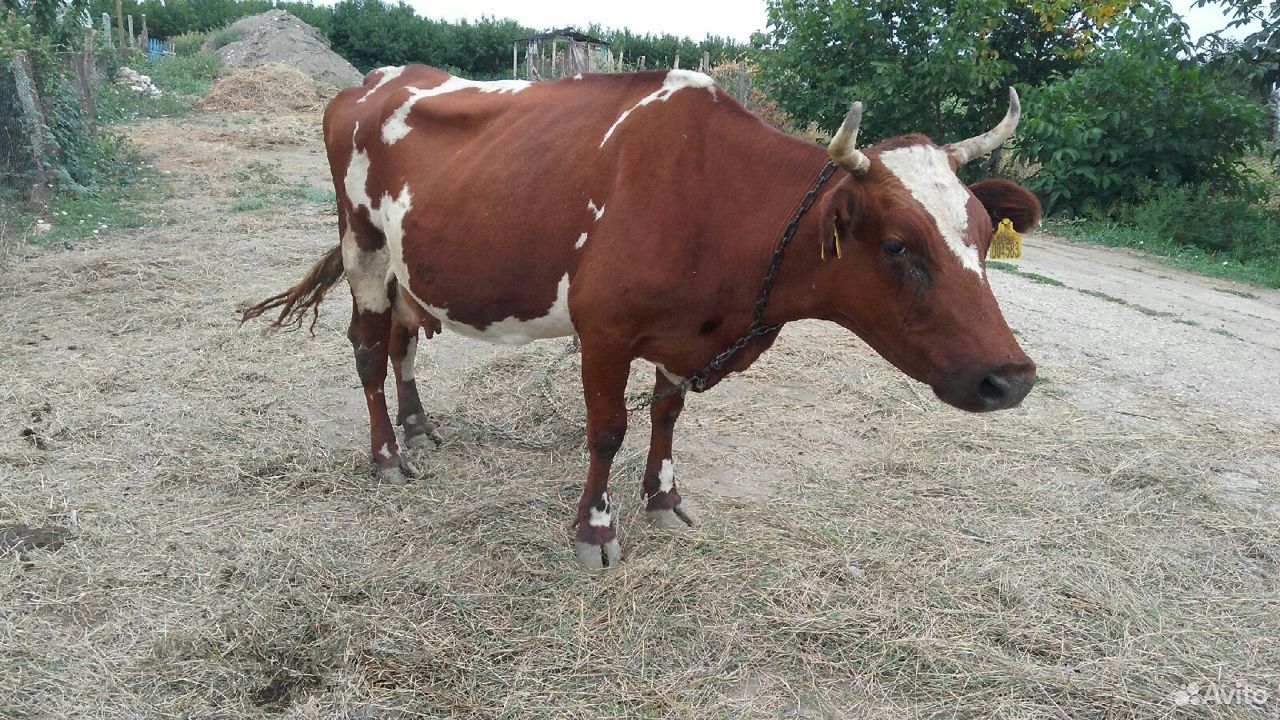 Продам молочную корову