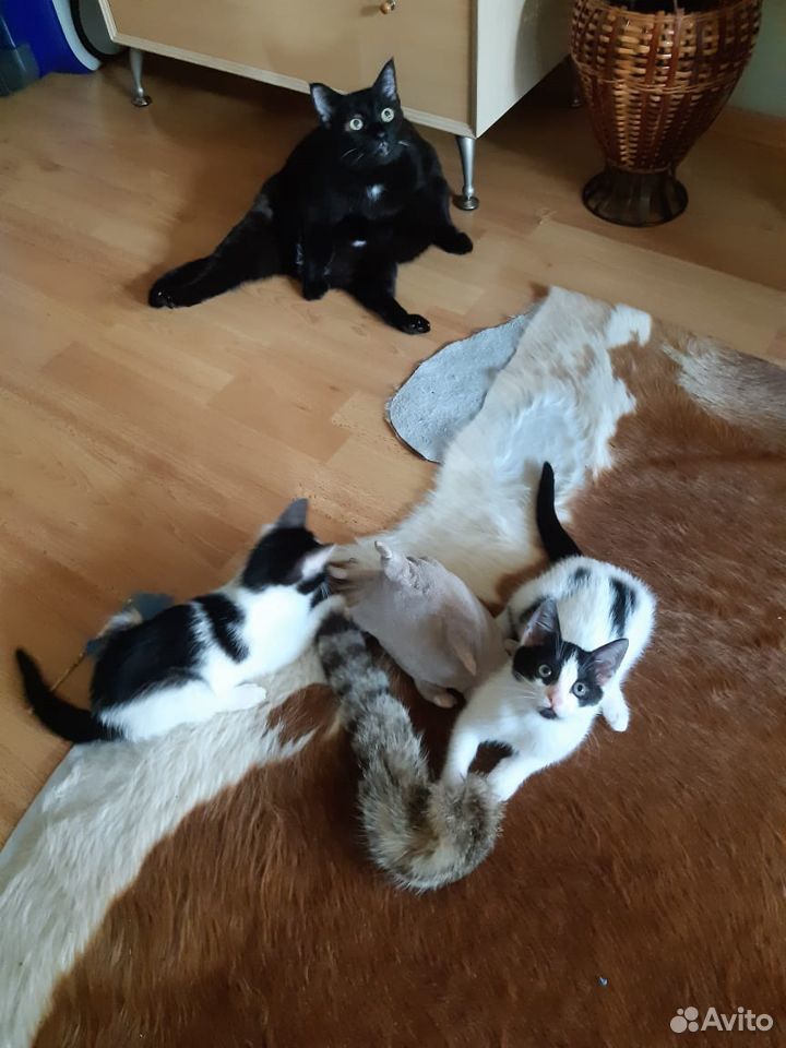 Кошки хорошки в добрые руки