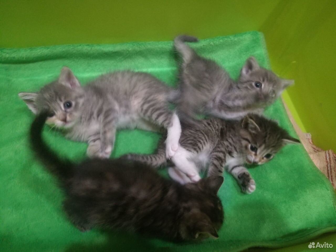 Отдам котяток