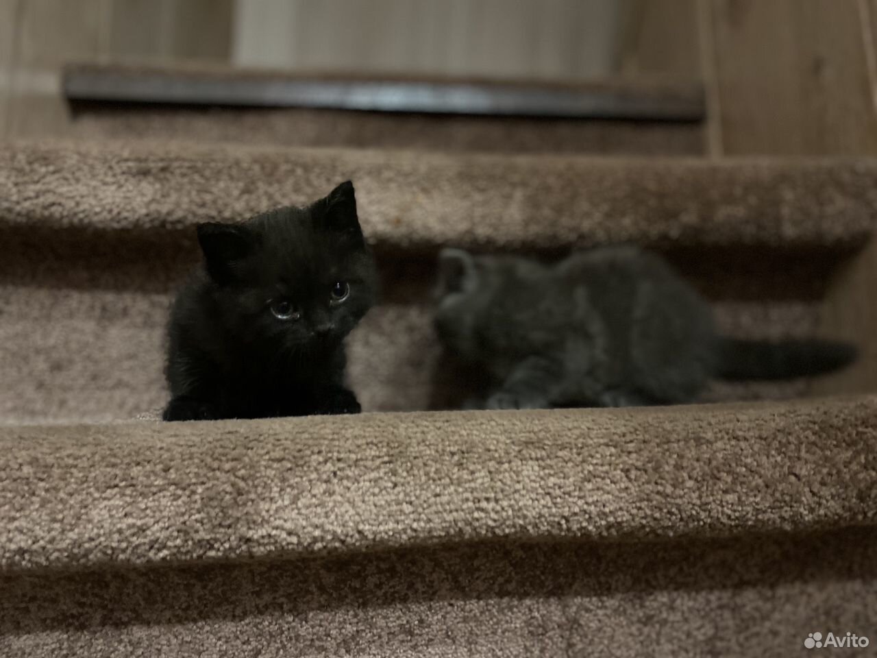 Маленькие британчики