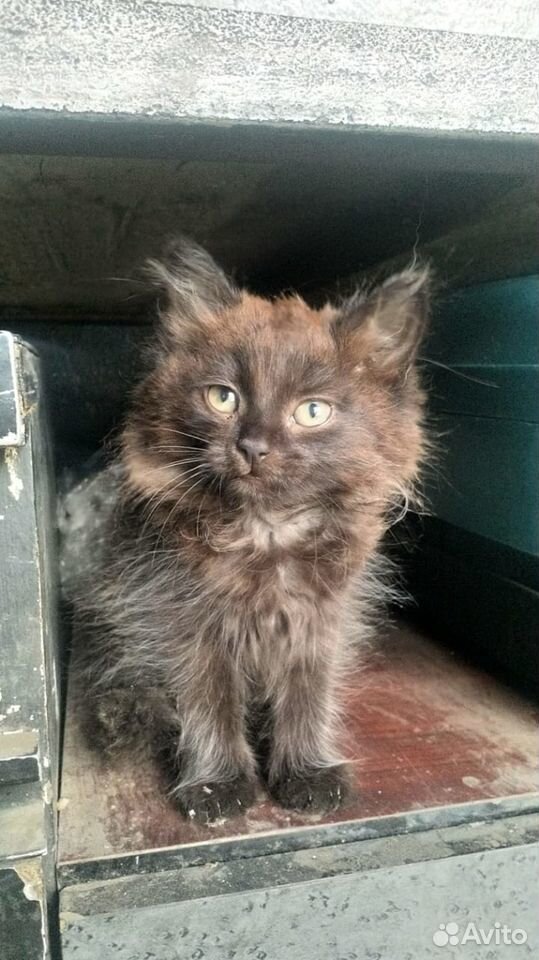 Отдам котенка