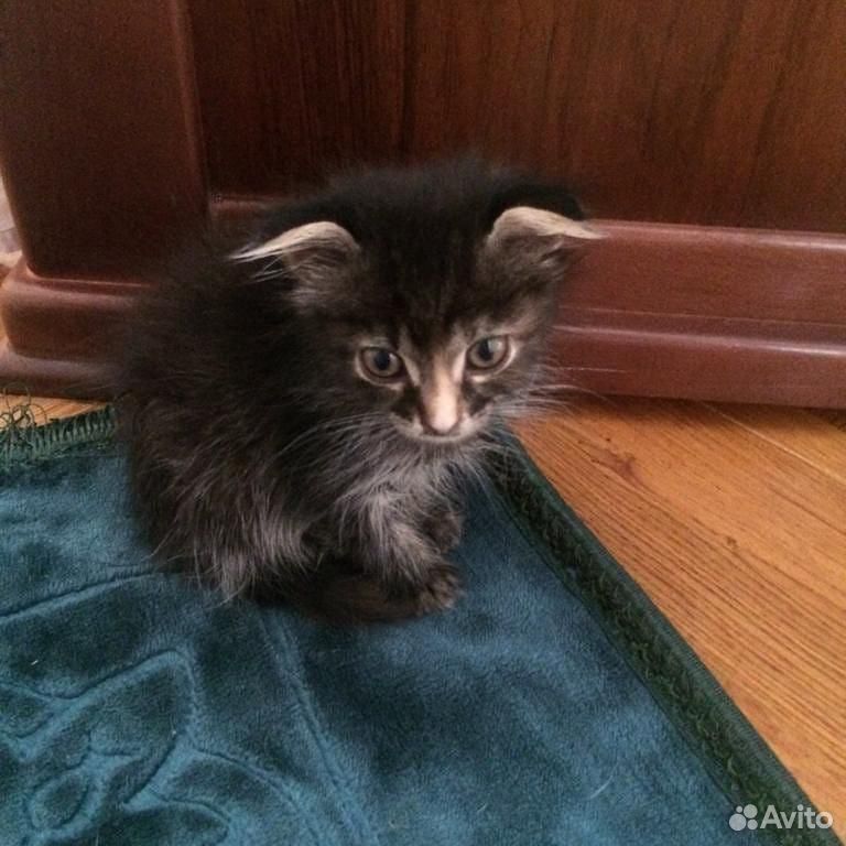 Котятки