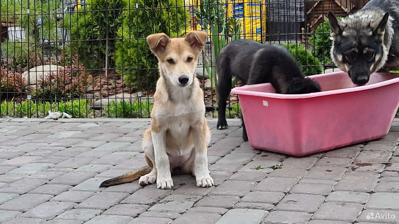 Щенок Гретта, привита,будет по колено,привезем