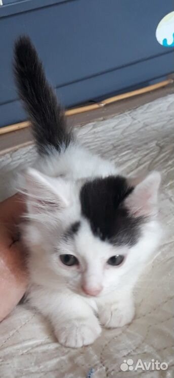 Котенок моня