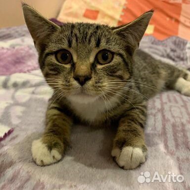 Котомальчик ищет дом