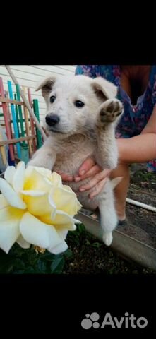 Мальчик красавчик ищет дом