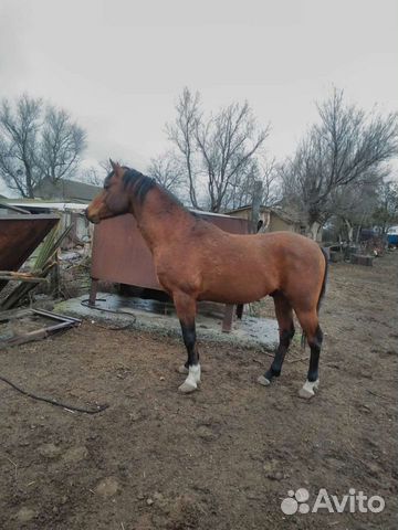 Арабский жеребец