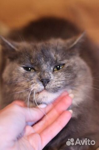 Кошка в добрые руки